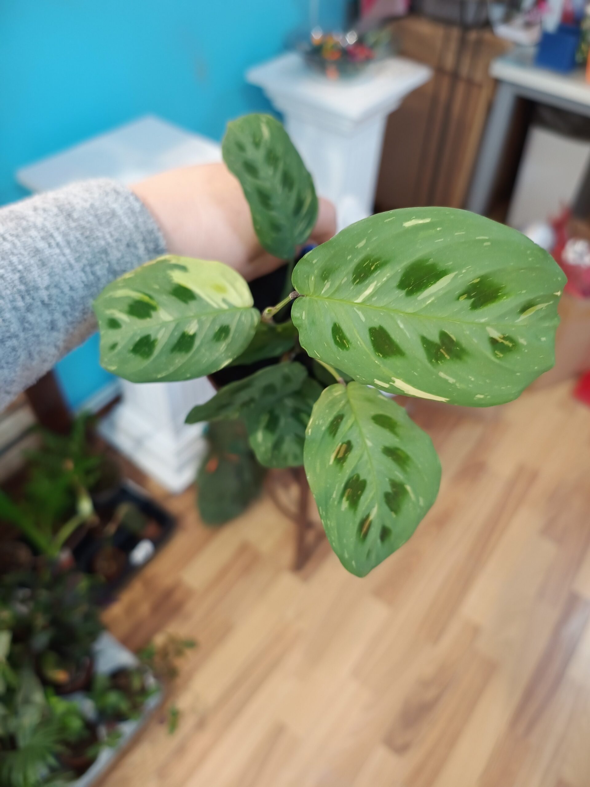 Maranta Kerchoveana Variegata – Floraria iFlori-by Pack Your Love