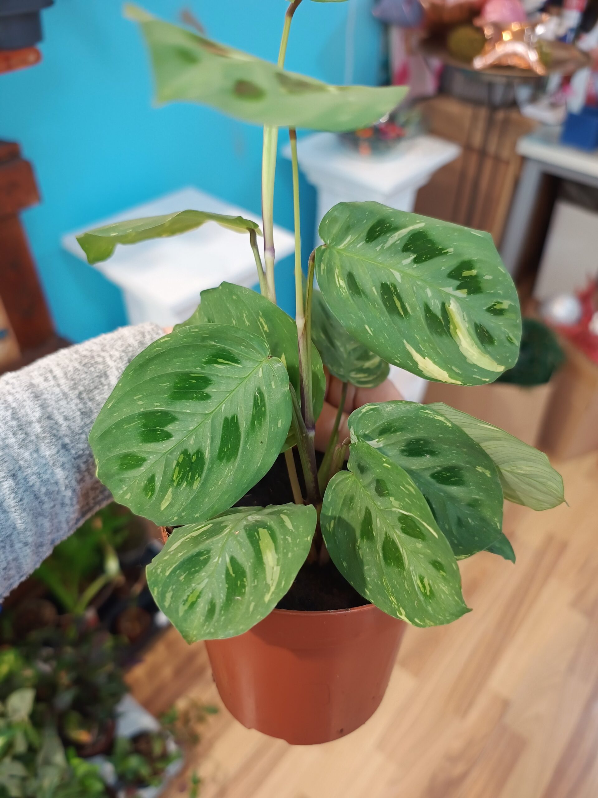Maranta Kerchoveana Variegata – Floraria iFlori-by Pack Your Love
