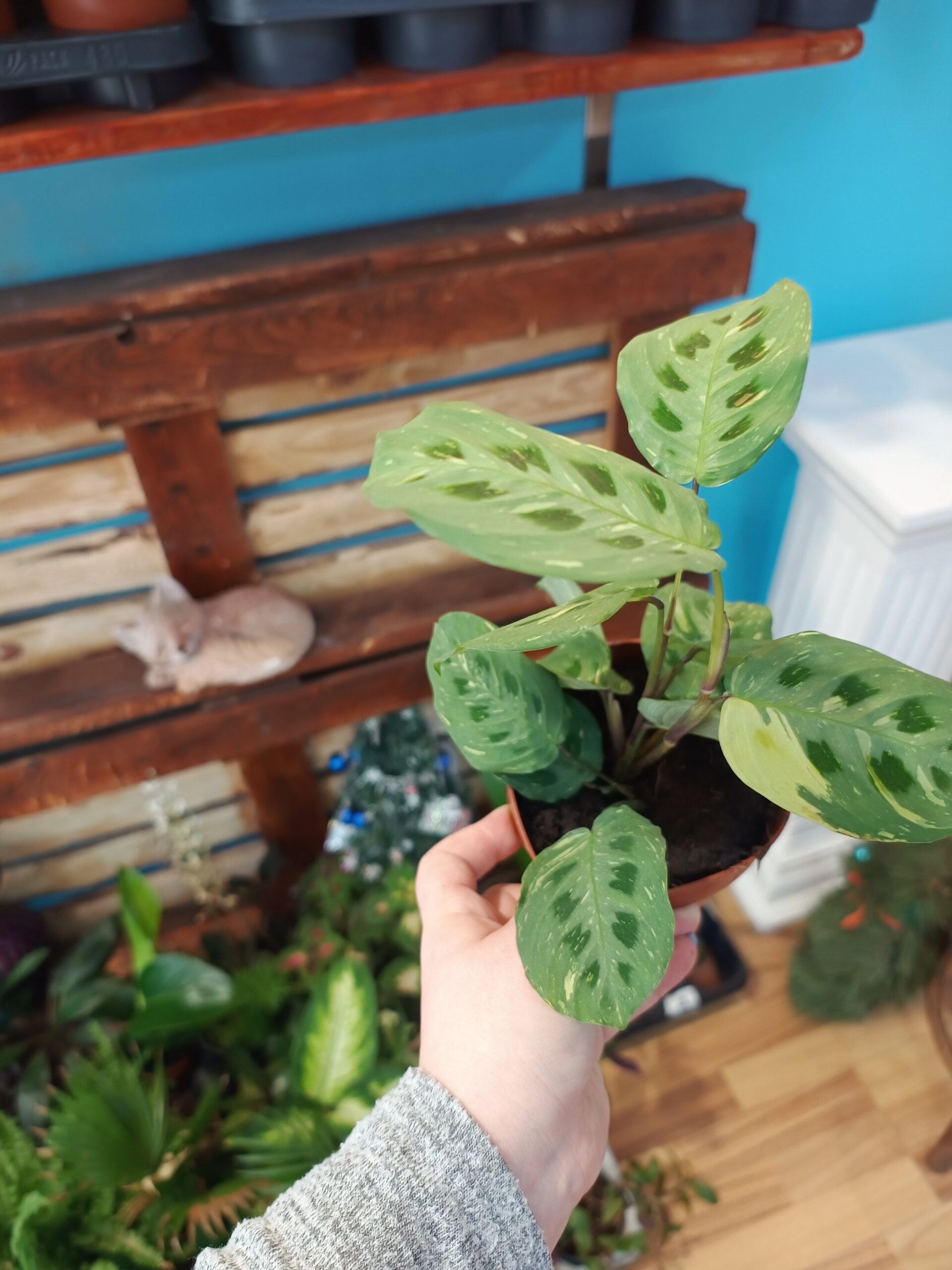 Maranta Kerchoveana Variegata – Floraria iFlori-by Pack Your Love
